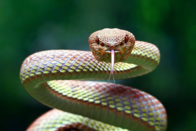 Types of Snakes: Pictures, Facts, Adaptations