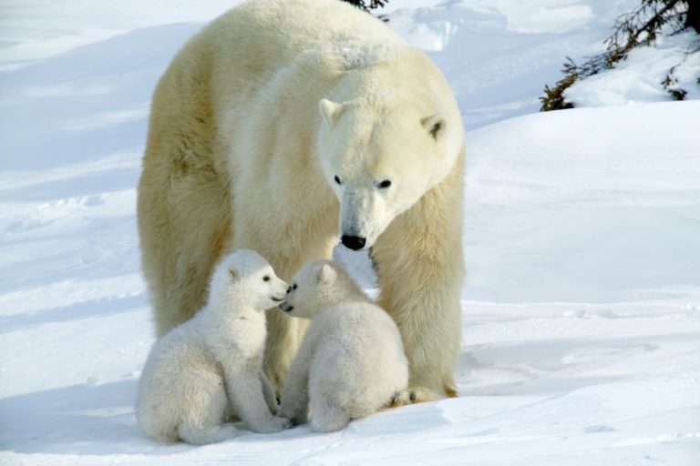8 Types of Bears: Pictures, Adaptations, Habitats, Facts