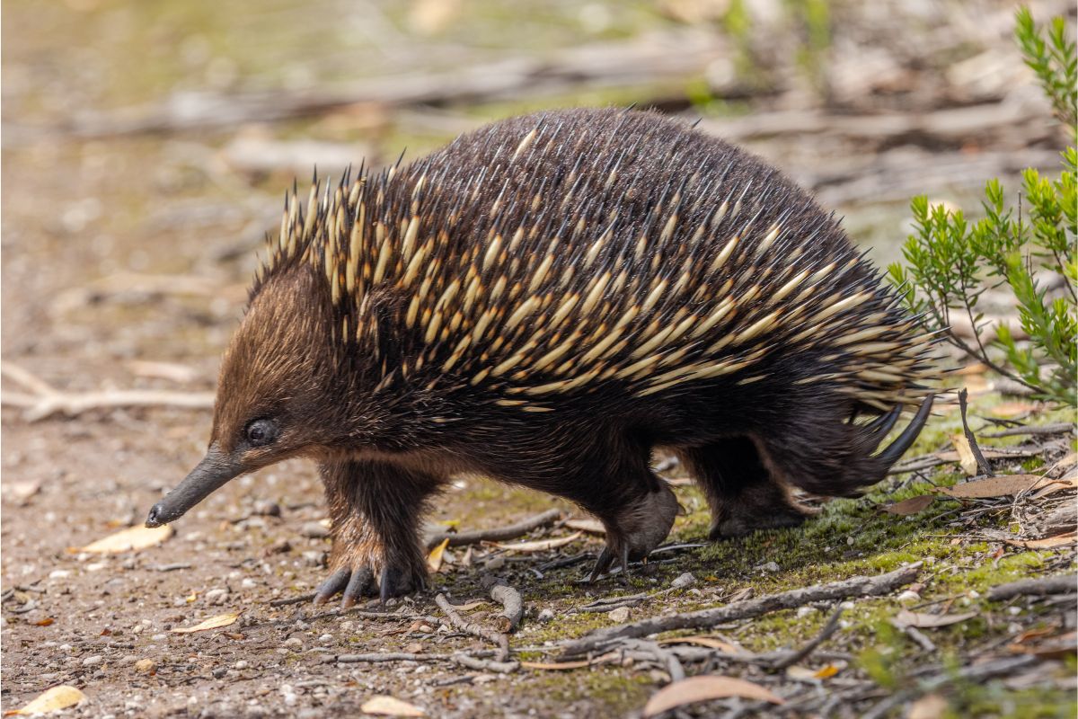 Mammals That Lay Eggs