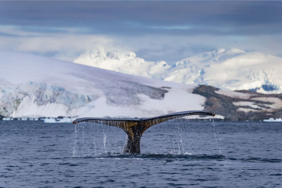 Antarctic Animals