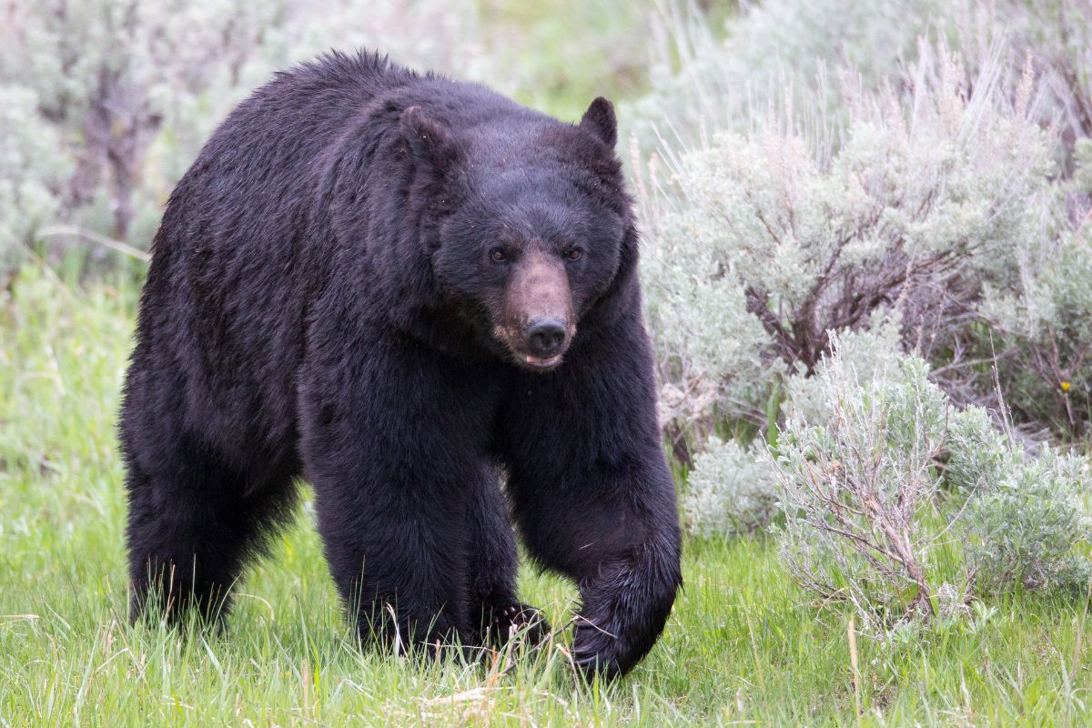 8 Types of Bears: Pictures, Adaptations, Habitats, Facts