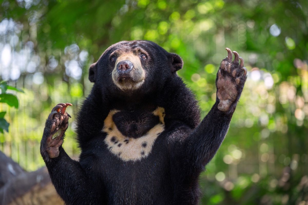 Sun Bear