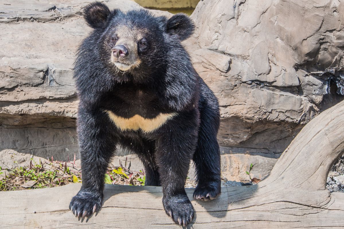 8 Types of Bears: Pictures, Adaptations, Habitats, Facts