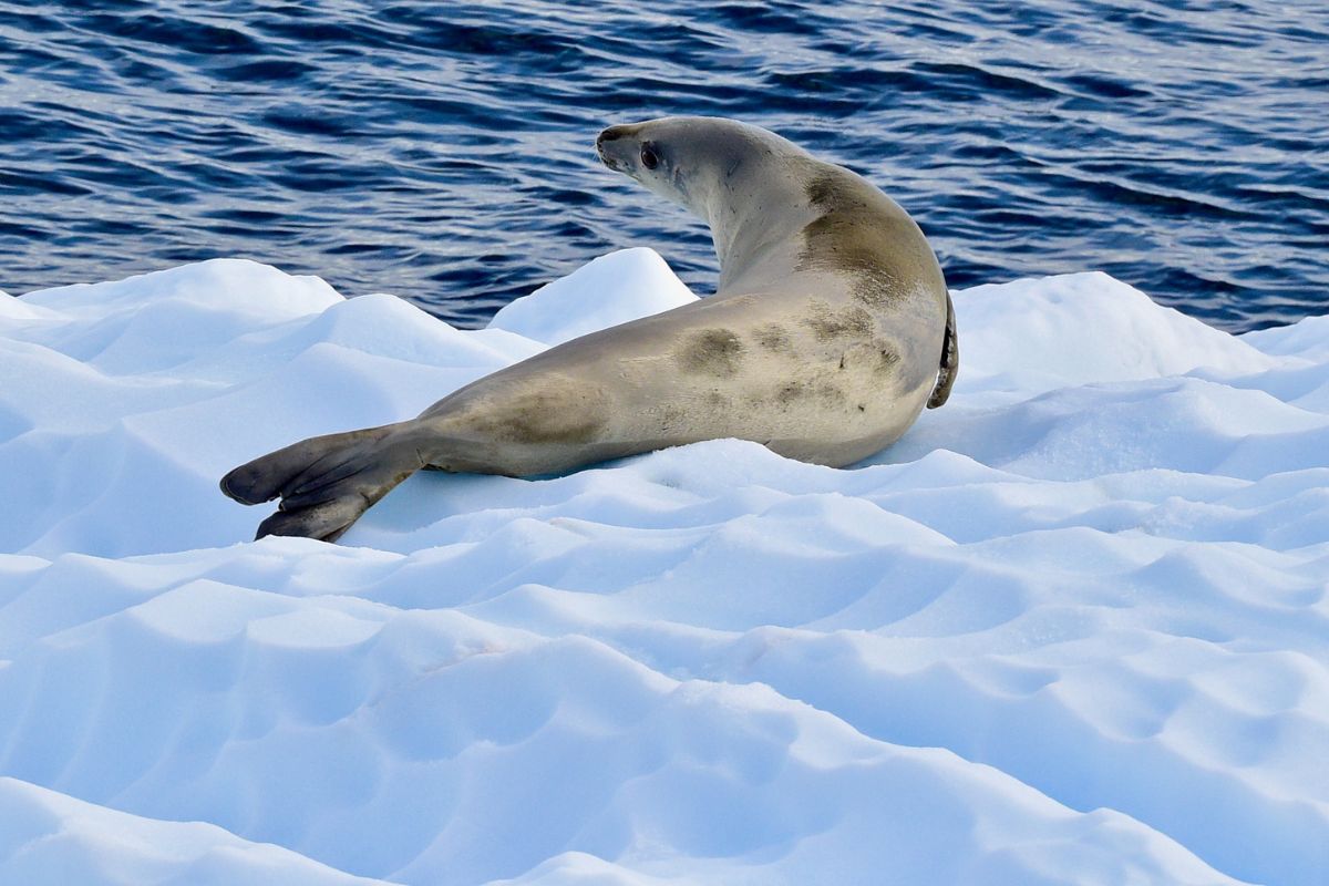 Antarctic Animals