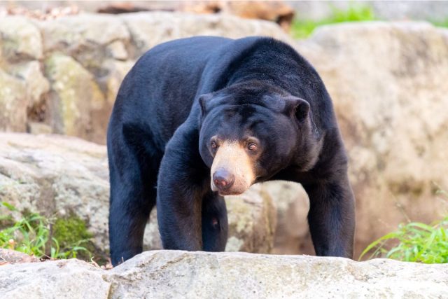 Sun Bear
