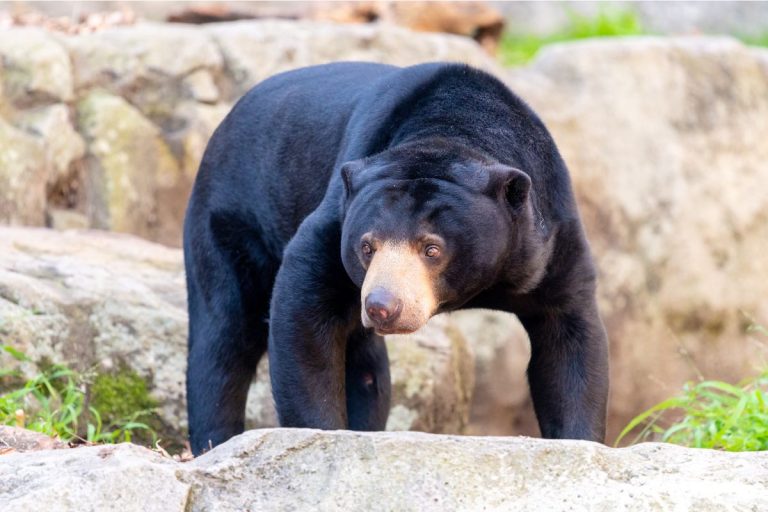 Sun Bear