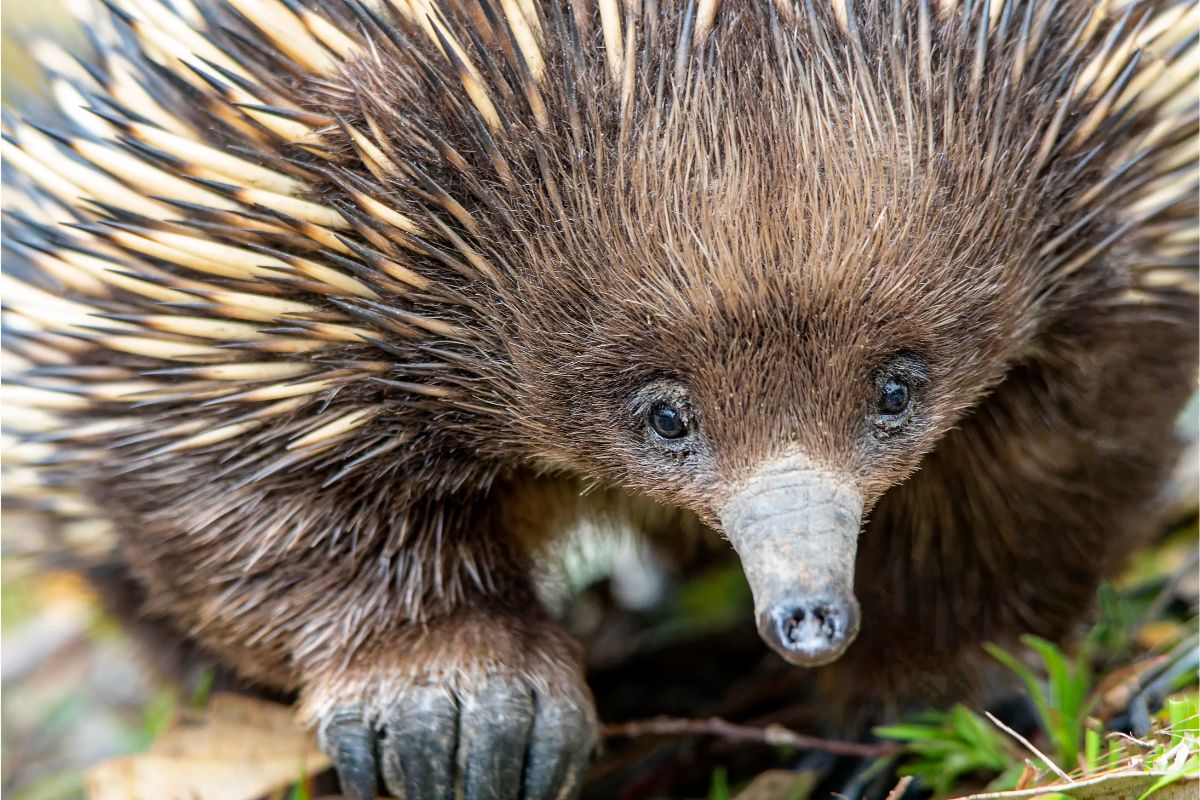 Mammals That Lay Eggs