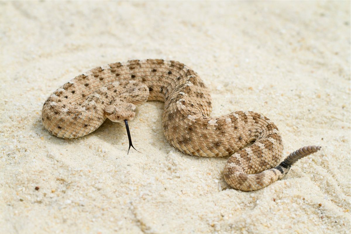 Types of Snakes: Pictures, Facts, Adaptations