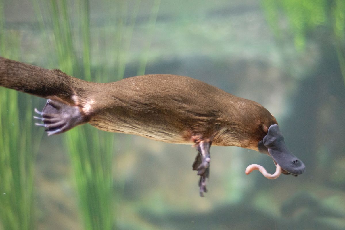 Mammals That Lay Eggs