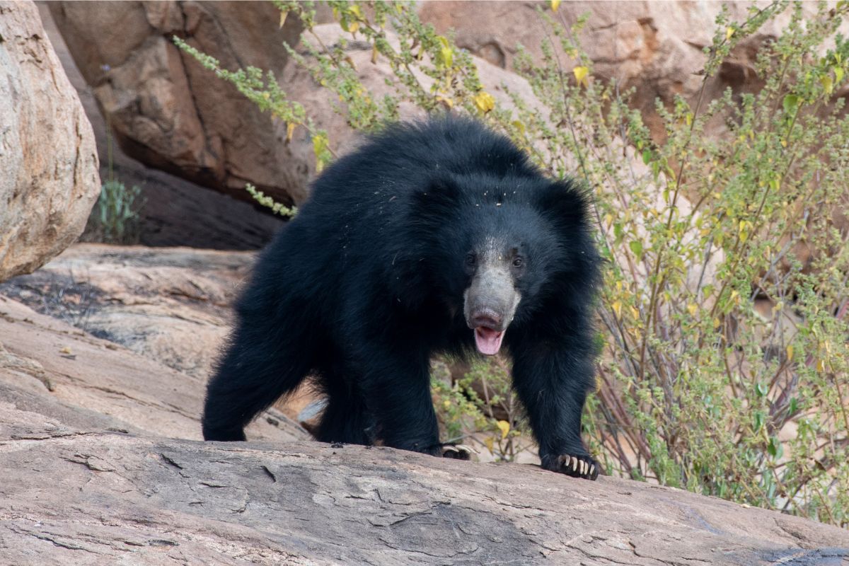 8 Types of Bears: Pictures, Adaptations, Habitats, Facts