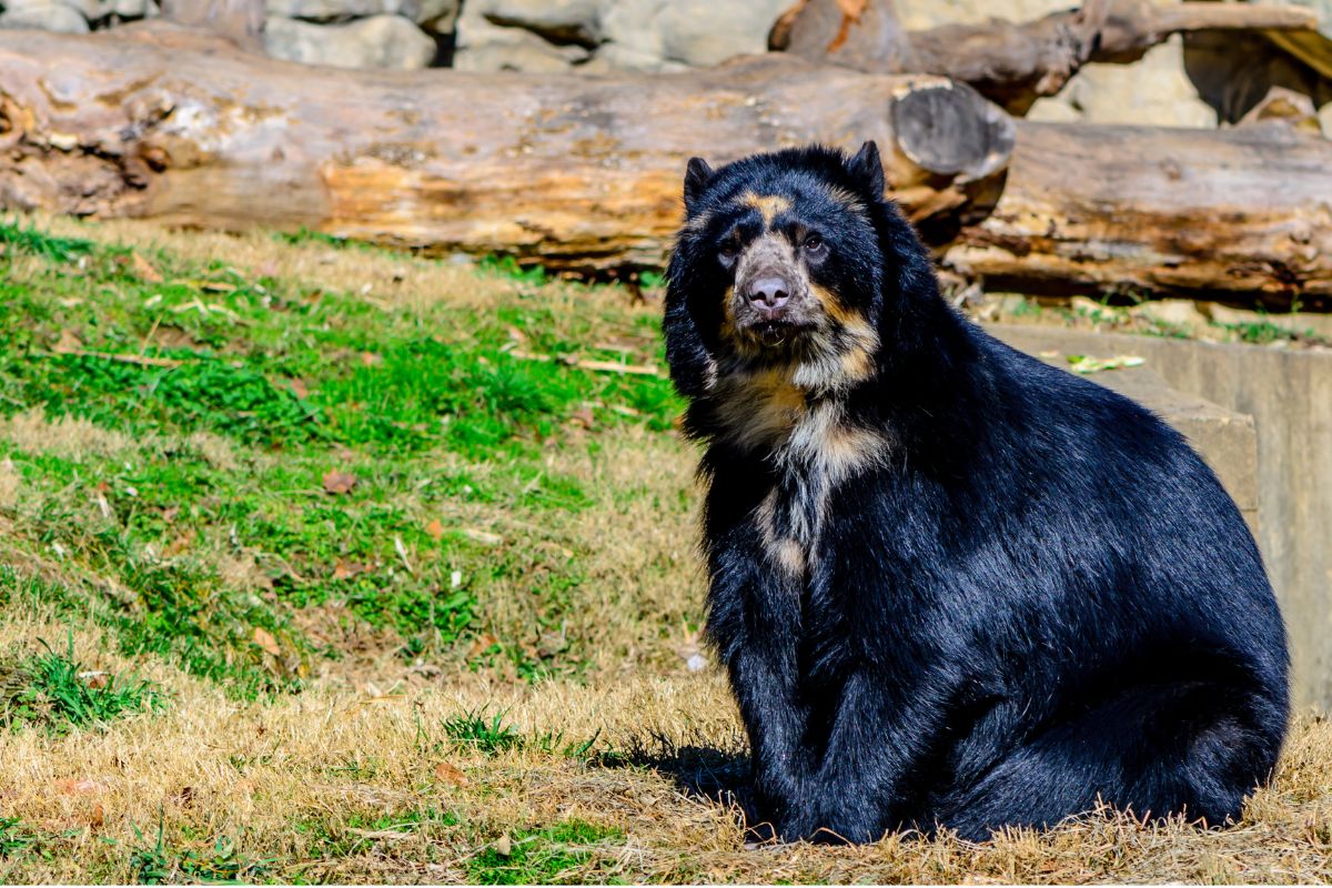 8 Types of Bears: Pictures, Adaptations, Habitats, Facts