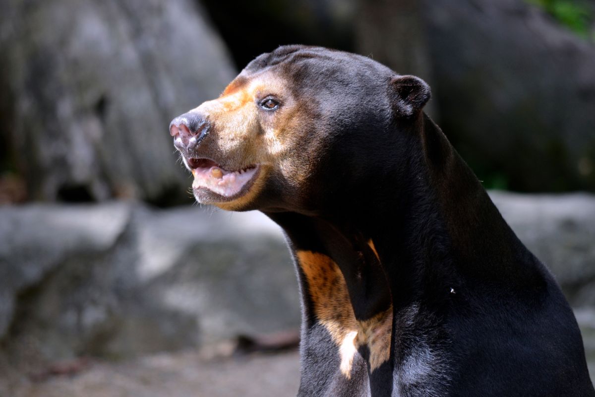 Sun Bear