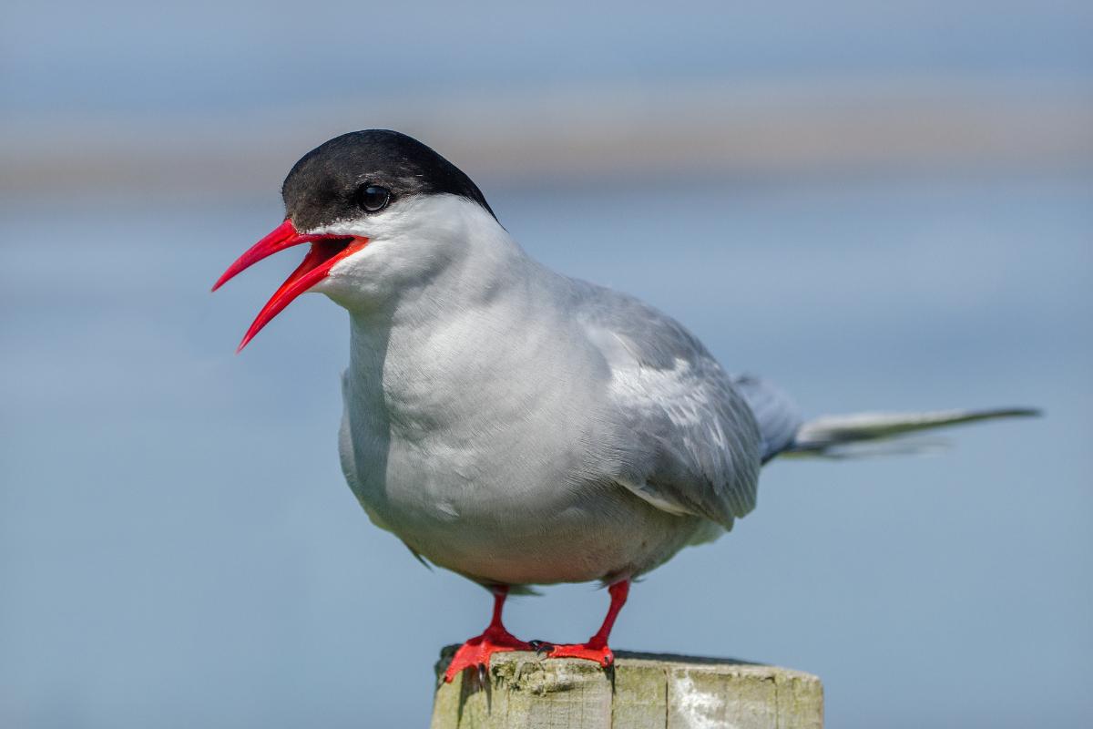 Arctic Animals: Facts, Pictures, Adaptations