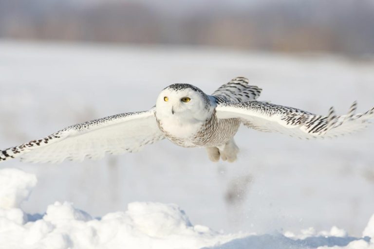 Arctic Animals: Facts, Pictures, Adaptations