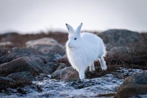 Arctic Animals: Facts, Pictures, Adaptations