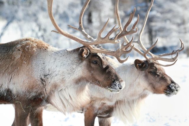 Arctic Animals: Facts, Pictures, Adaptations