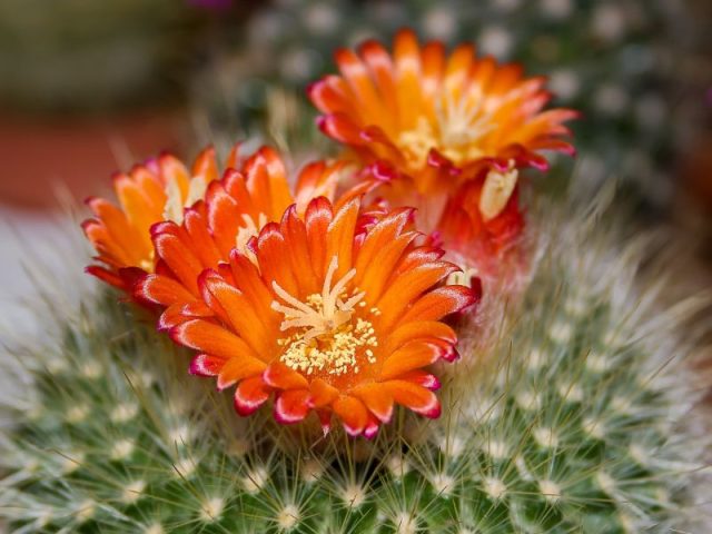 Flowers that Start with C: Photos, Facts, Growing Zones, Habitats