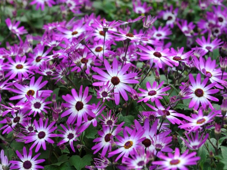 Flowers that Start with C: Photos, Facts, Growing Zones, Habitats
