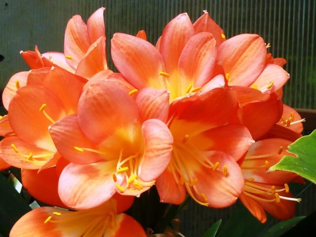 Flowers that Start with C: Photos, Facts, Growing Zones, Habitats