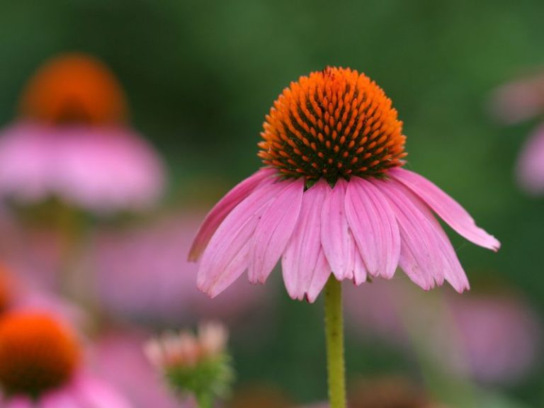 Flowers that Start with C: Photos, Facts, Growing Zones, Habitats