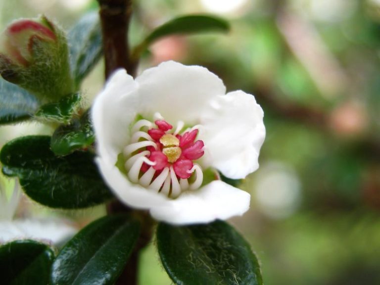 Flowers that Start with C: Photos, Facts, Growing Zones, Habitats