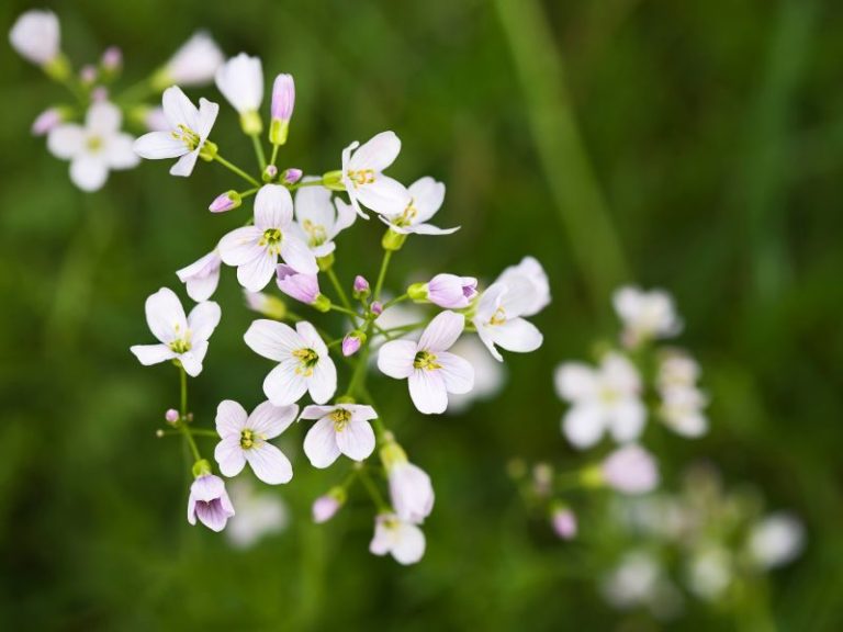 Flowers that Start with C: Photos, Facts, Growing Zones, Habitats