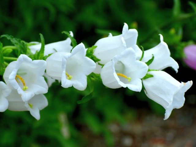 Flowers that Start with C: Photos, Facts, Growing Zones, Habitats
