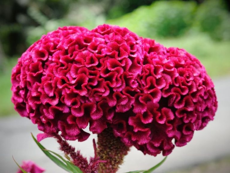 Flowers that Start with C: Photos, Facts, Growing Zones, Habitats