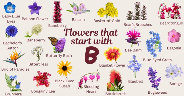 Flowers that Start with B: Photos, Facts, Growing Zones, Habitats