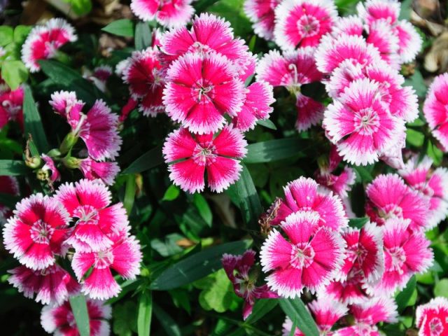 Flowers that Start with D: Photos, Facts, Growing Zones, Habitats