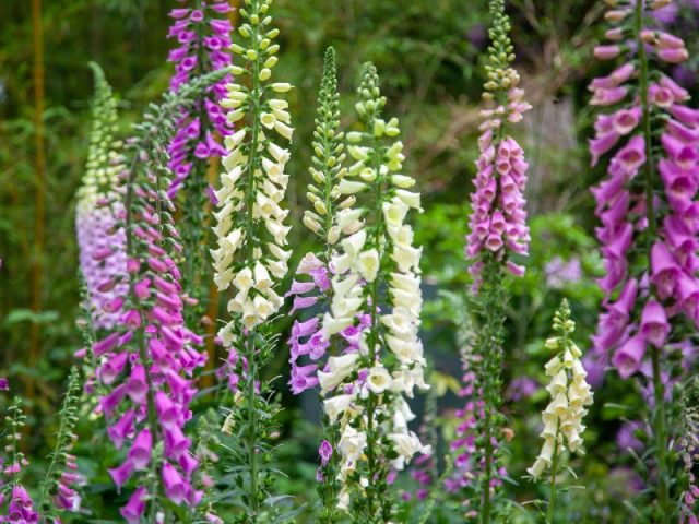 Flowers that Start with D: Photos, Facts, Growing Zones, Habitats
