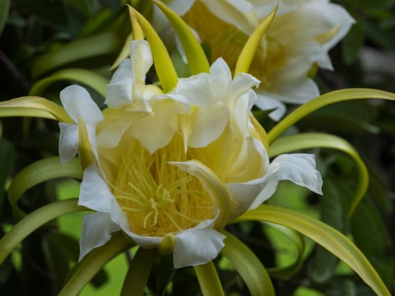 Flowers that Start with D: Photos, Facts, Growing Zones, Habitats