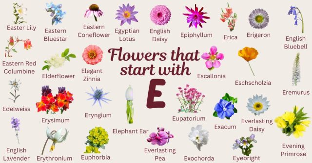 Flowers that Start with E: Photos, Facts, Growing Zones, Habitats