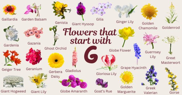 Flowers that Start with G