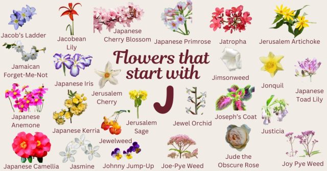 Flowers that Start with J: Photos, Facts, Growing Zones, Habitats