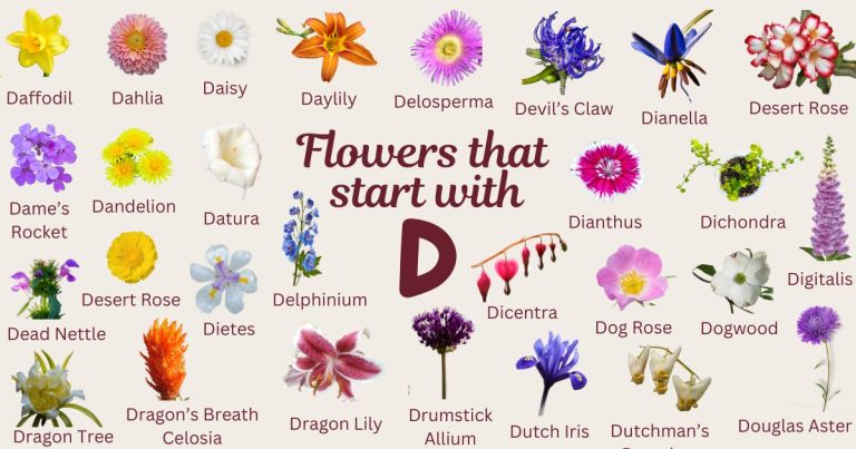 Flowers that Start with D: Photos, Facts, Growing Zones, Habitats