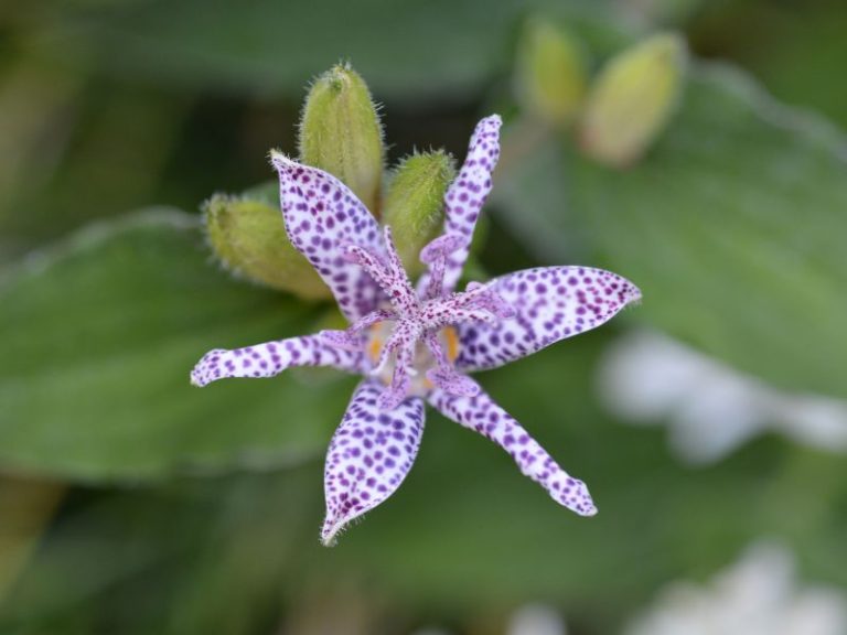 Flowers that Start with H: Photos, Facts, Growing Zones, Habitats