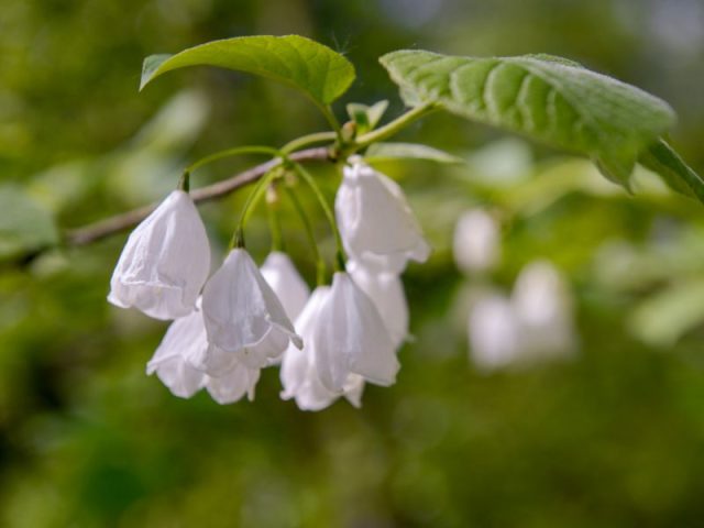 Flowers that Start with H: Photos, Facts, Growing Zones, Habitats