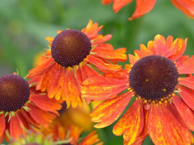 Flowers that Start with H: Photos, Facts, Growing Zones, Habitats