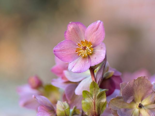 Flowers that Start with H: Photos, Facts, Growing Zones, Habitats