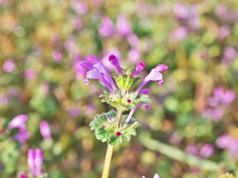 Flowers that Start with H: Photos, Facts, Growing Zones, Habitats