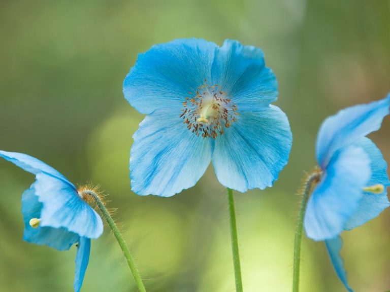 Flowers that Start with H: Photos, Facts, Growing Zones, Habitats