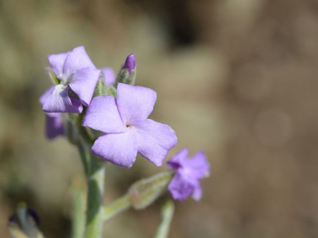 Flowers that Start with H: Photos, Facts, Growing Zones, Habitats