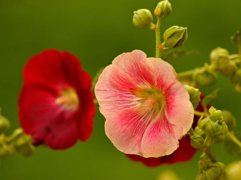Flowers that Start with H: Photos, Facts, Growing Zones, Habitats