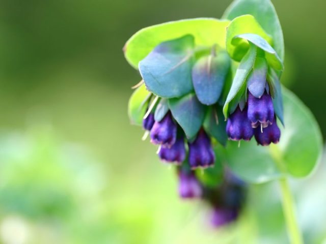 Flowers that Start with H: Photos, Facts, Growing Zones, Habitats