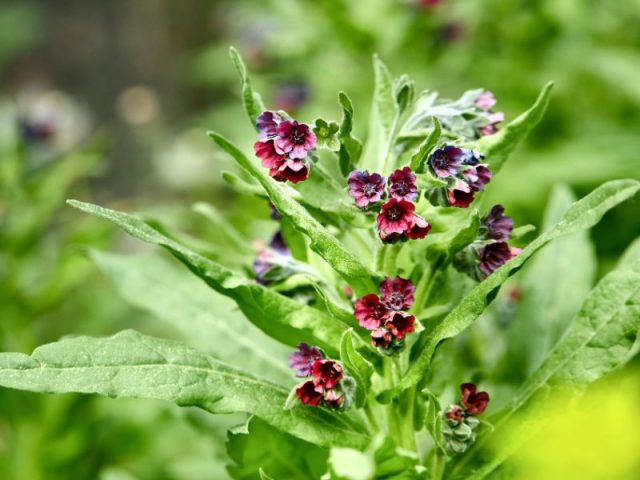Flowers that Start with H: Photos, Facts, Growing Zones, Habitats