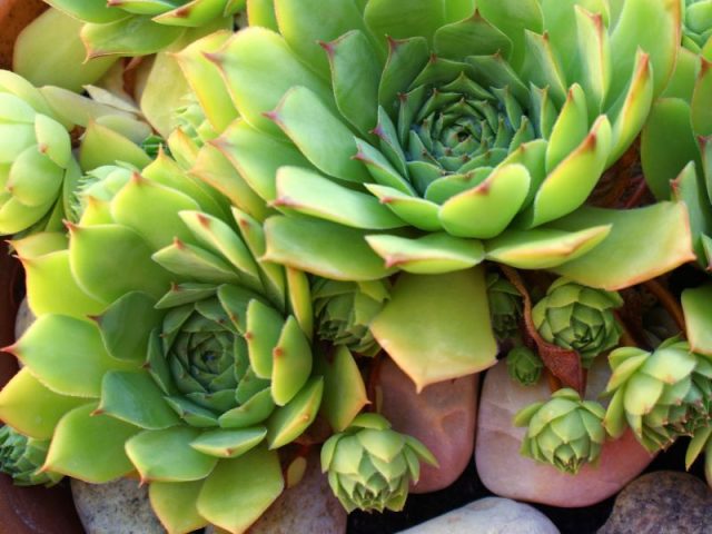 Flowers that Start with H: Photos, Facts, Growing Zones, Habitats