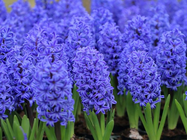 Flowers that Start with H: Photos, Facts, Growing Zones, Habitats