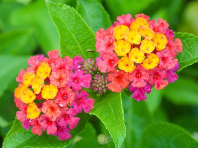 Flowers that Start with L: Photos, Facts, Growing Zones, Habitats