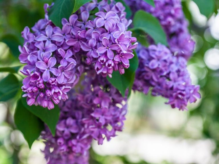 Flowers that Start with L: Photos, Facts, Growing Zones, Habitats